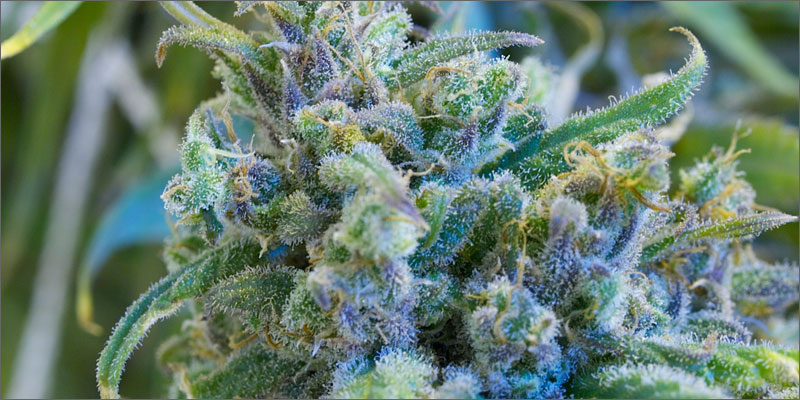 What's It Like To Smoke A High-CBD, Low-THC Strain? What's It Like To Smoke A High-CBD, Low-THC Strain?