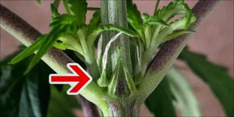 Important Things Marijuana Nodes Are Telling You About