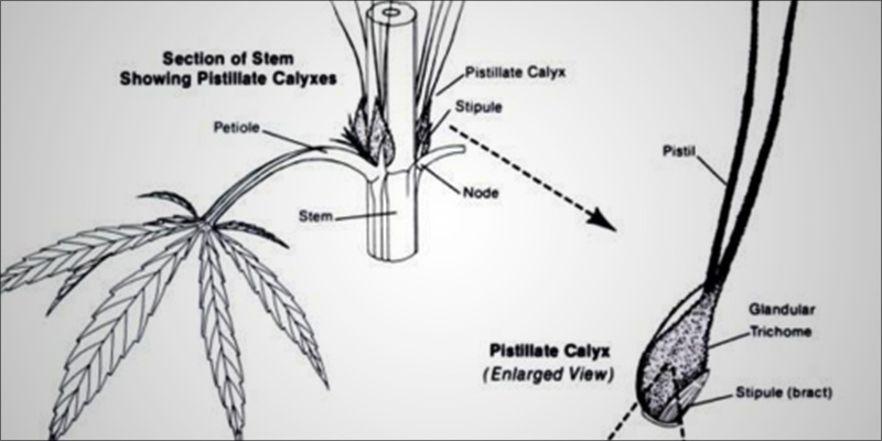 3 Important Things Cannabis Nodes Are Telling You About Your Plant