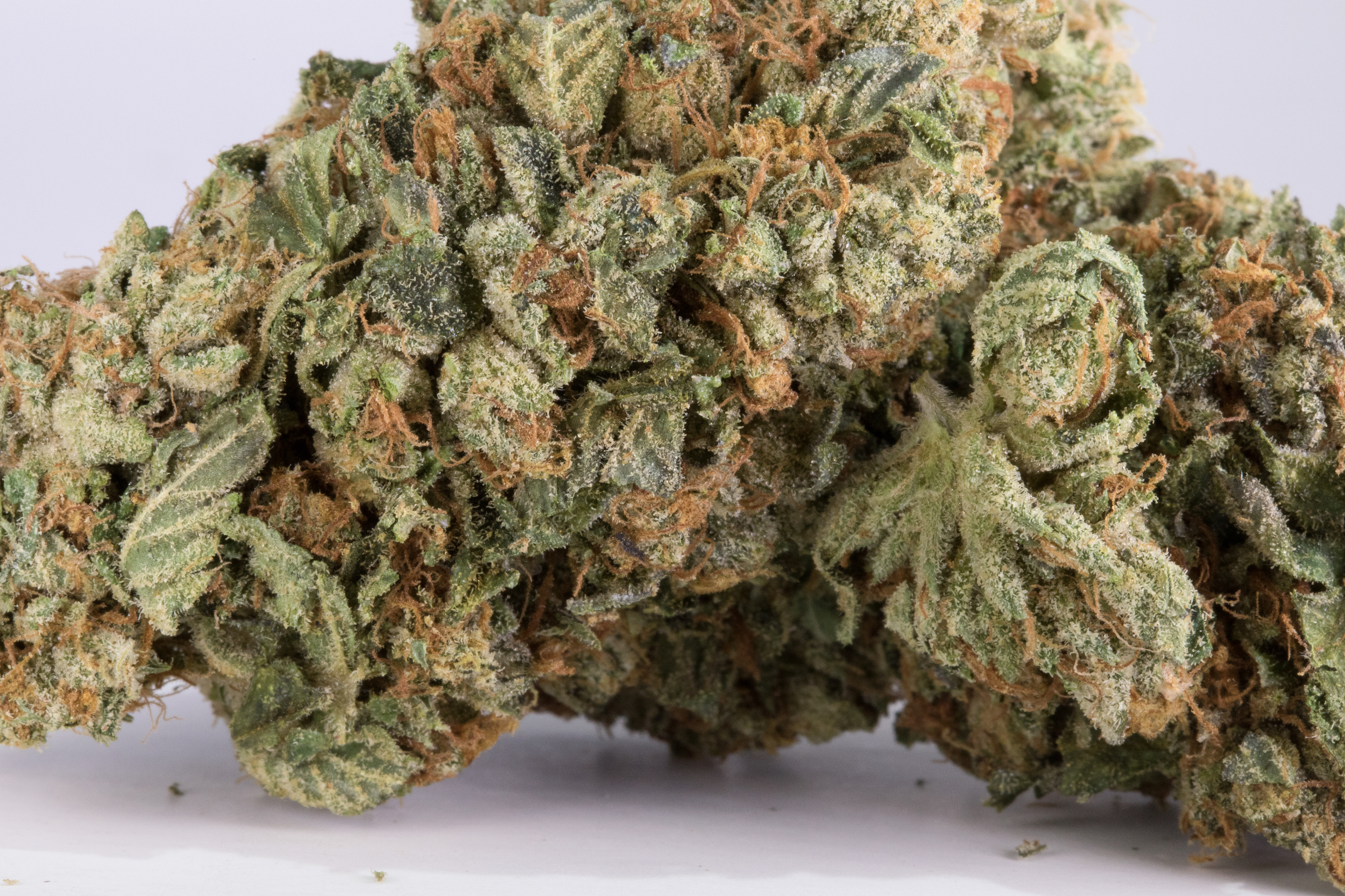 Blueberry Muffins Strain Of Marijuana Weed Cannabis Herb blueberry-muffins-strain-of-marijuana-weed-cannabis-herb